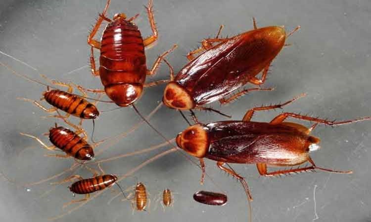 Family Of Cockroaches Found Crawling Inside Man's Ear