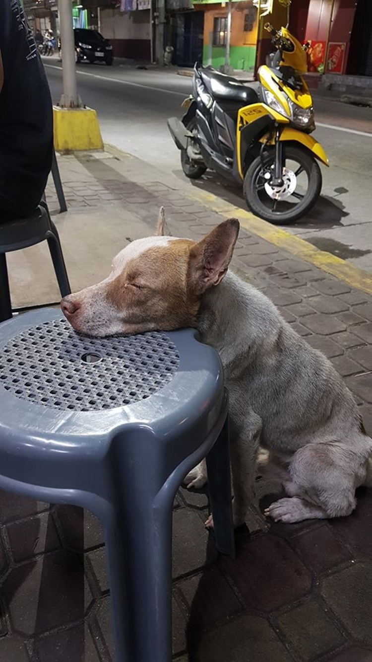 Heartbreaking Photos of Poor Dog Begging for Leftover Foods Goes Viral