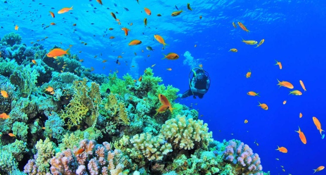 Unique Sea Creatures Discovered In The Philippines In 2019