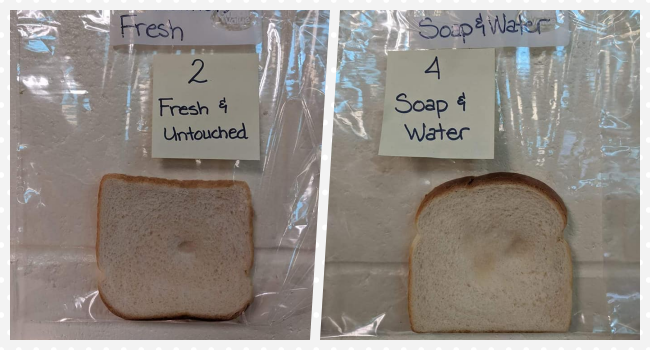 Students Germ Test Bread Shows Shocking Results