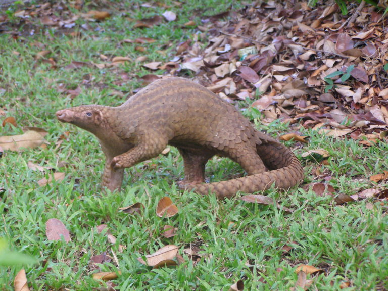 Philippine Pangolin Listed as “Critically Endangered”, Closer to Extinction