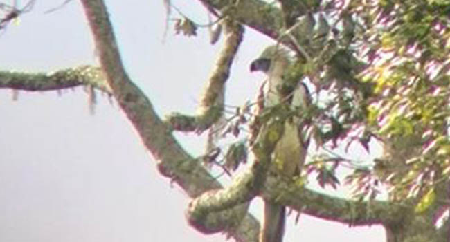Philippine Eagle Discovered In Forest Of Mount Apo