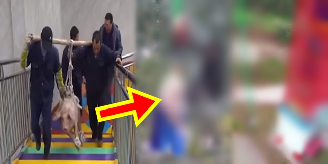 Theme Park Forces Pig To Bungee Jump To Attract Visitors (Video)