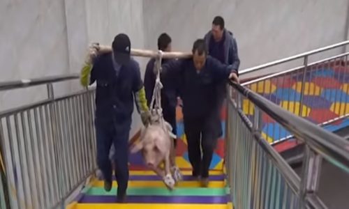Theme Park Forces Pig To Bungee Jump To Attract Visitors (Video)