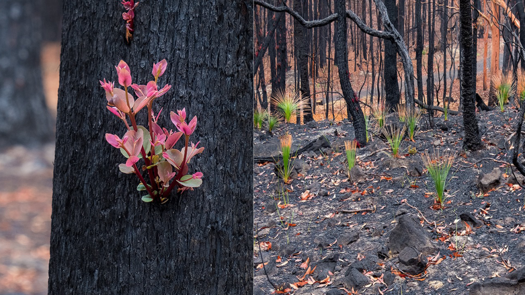 Photos of Australian Bush Coming Back to Life After Devastating Wildfires