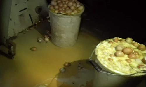Undercover Footage Shows Chicken Laying Eggs Next To Corpses
