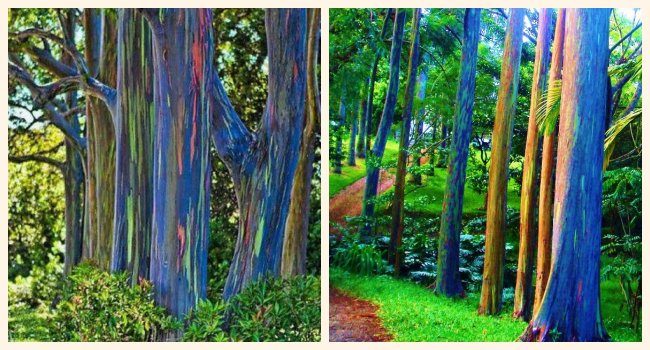 Rainbow Trees In The Philippines & Where To Get Them!