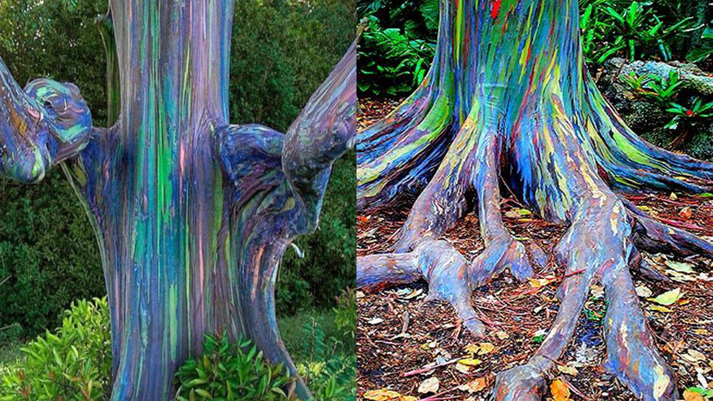 Marvelous Rainbow Trees That Can Be Found in Mindanao, Philippines