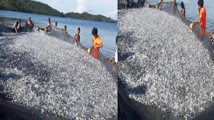 Netizen Grateful for Abundant Fish Harvest in Romblon Amid Health Crisis