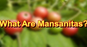 What Are MANSANITAS? - Fruits Of The Philippines!
