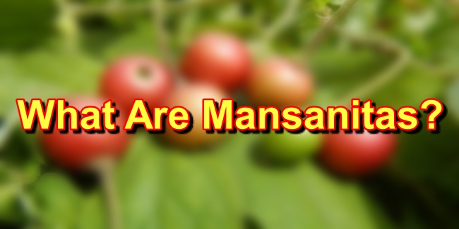 What Are MANSANITAS? - Fruits Of The Philippines!