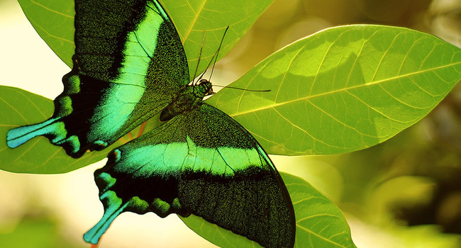 What Is The Scientific Name Of Green Swallowtail? (ANSWERS)