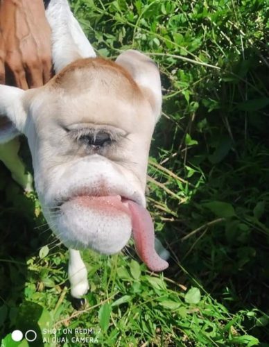 Cow Born w/ One Eye & No Nose Dies Due to Condition
