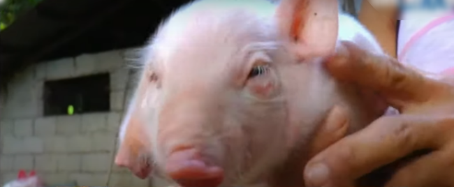 Piglet With Three Eyes, Two Snouts Leaves Ilocos Norte Residents In Awe