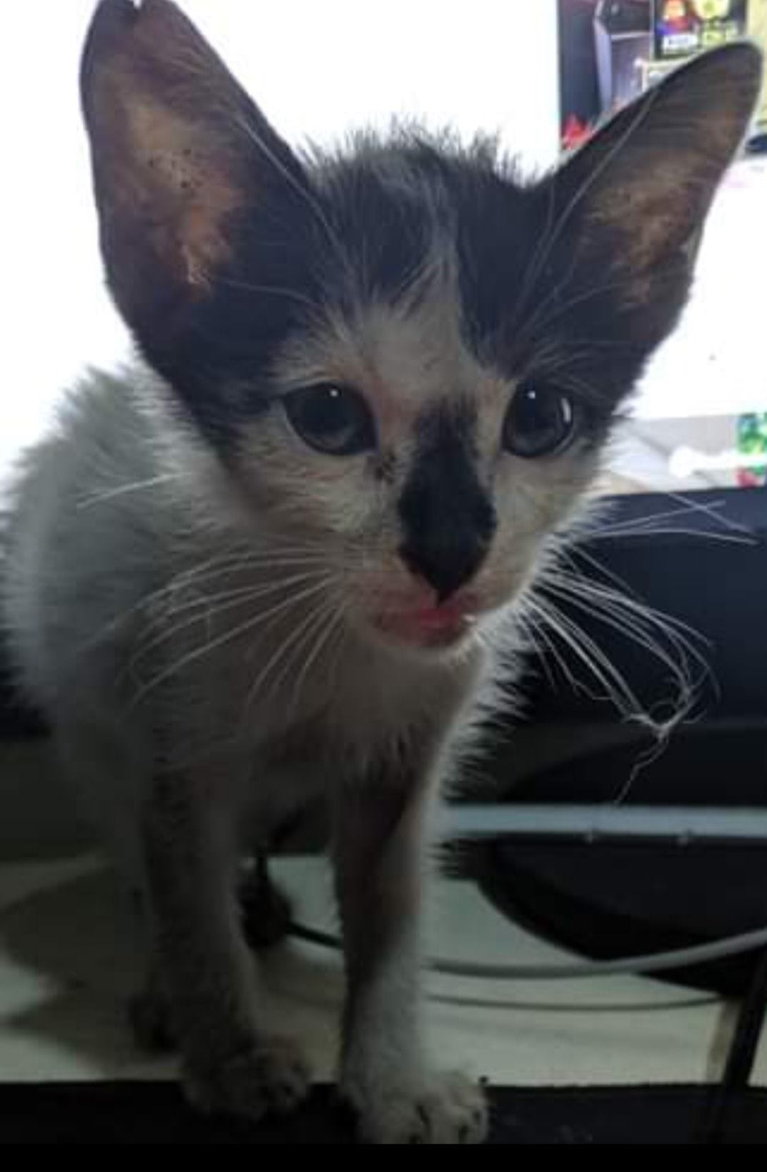 Stray Cat Transformation Before and After it was Found Amazed Netizens