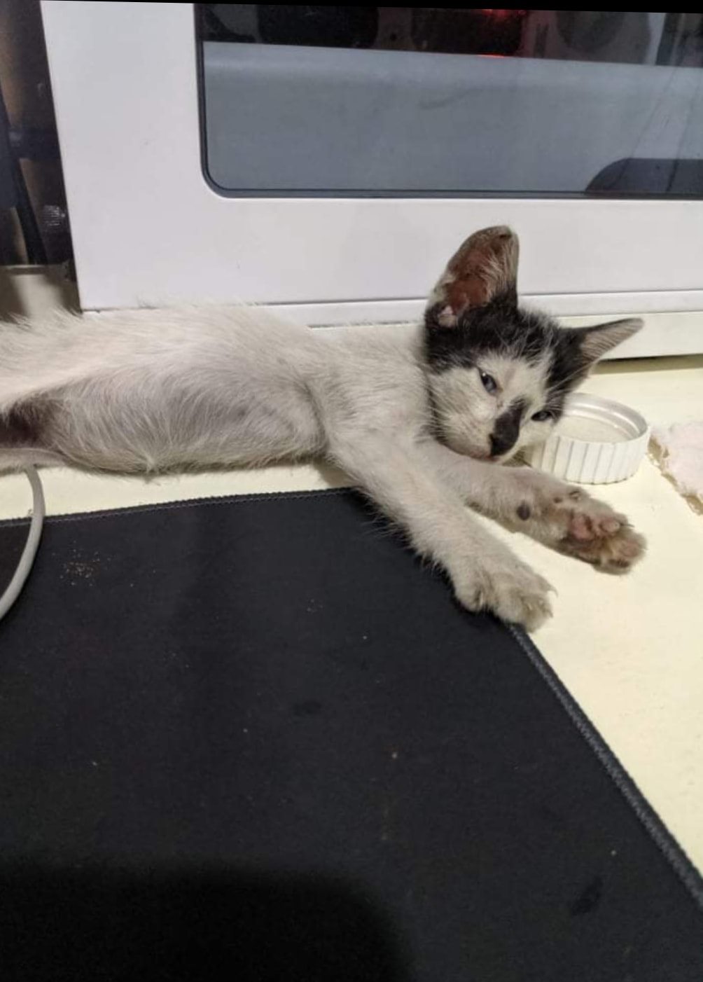 Stray Cat Transformation Before and After it was Found Amazed Netizens