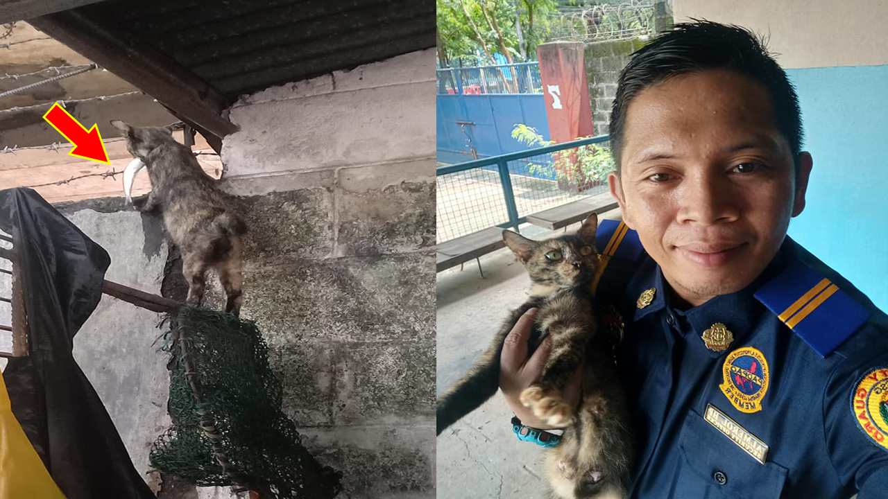 Security Guard Relieves Anger from Stray Cat After He Discovers This