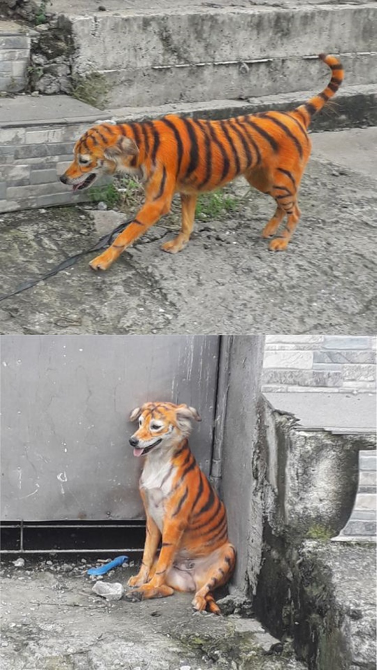 Netizen Gets Shocked After Seeing Dog w/ Tiger-Like Appearance