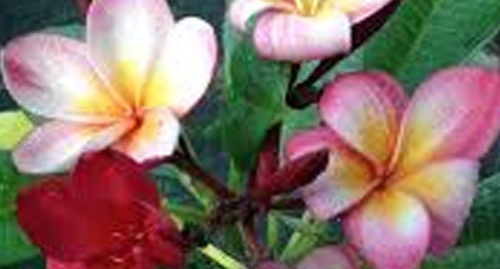 What Is The Scientific Name Of Kalachuchi? (ANSWER)