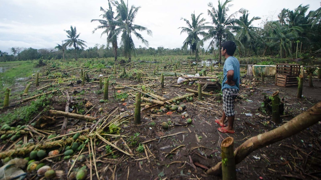 Dept. of Agriculture to Help Typhoon-hit Farmers to Replant Again