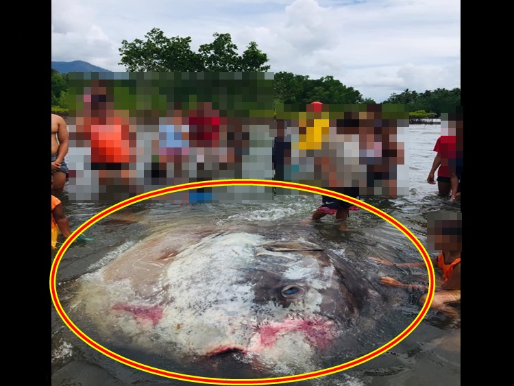 Giant Sun Fish Discovered by Residents in Davao Oriental