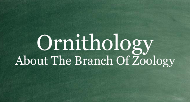 What Is Ornithology? About The Branch Of Zoology