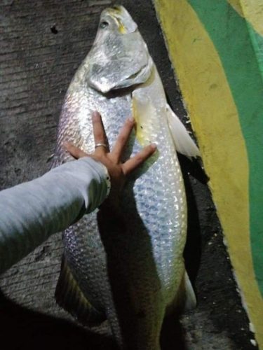Iloilo Fishermen Found Huge ‘Apahap Fish’ in Iloilo River