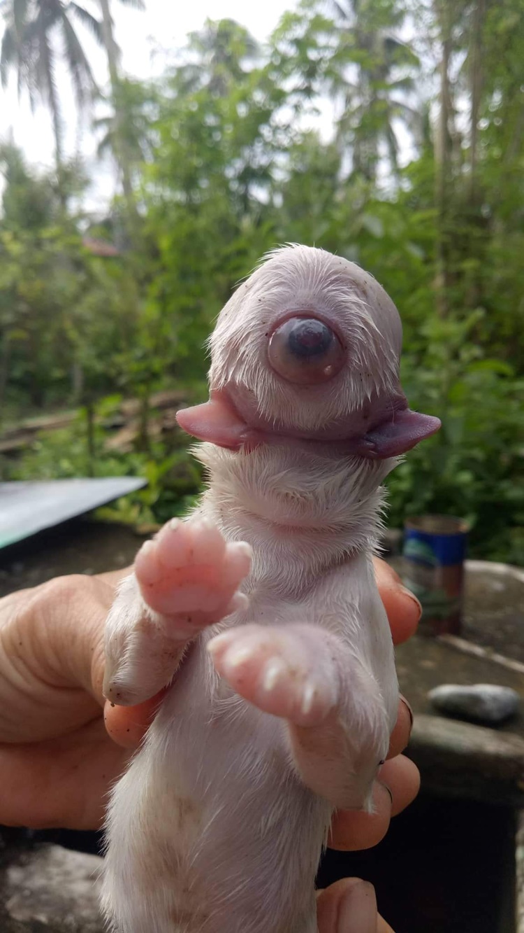 CYCLOPS PUPPY: One-Eyed Puppy Born in Tangalan, Aklan