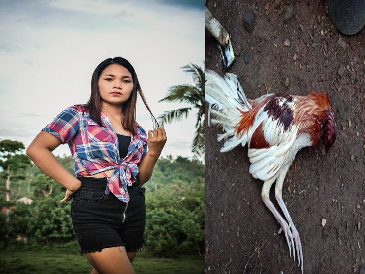 Lady Netizen Seeks Help After Smashing Her Father’s ‘Manok Panabong’