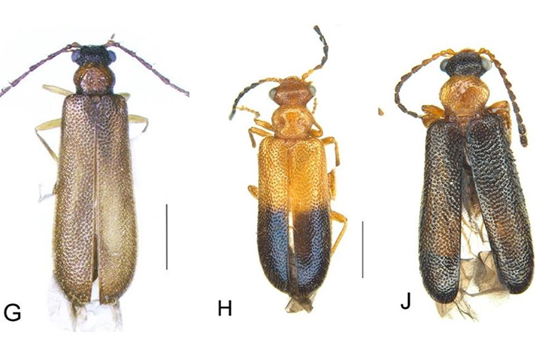 Three Beetles Named After The Legendary Birds Of Kanto In Pokémon