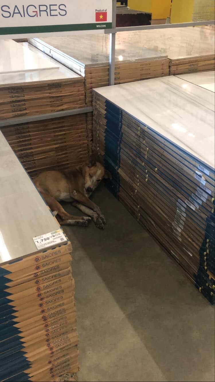 Hardware Store Earned Praise for Letting Stray Dogs Stay Cool Inside