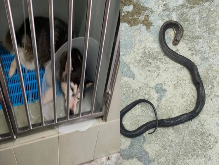 Family Mourns After Loss of Husky That Saved Them From Venomous Snake