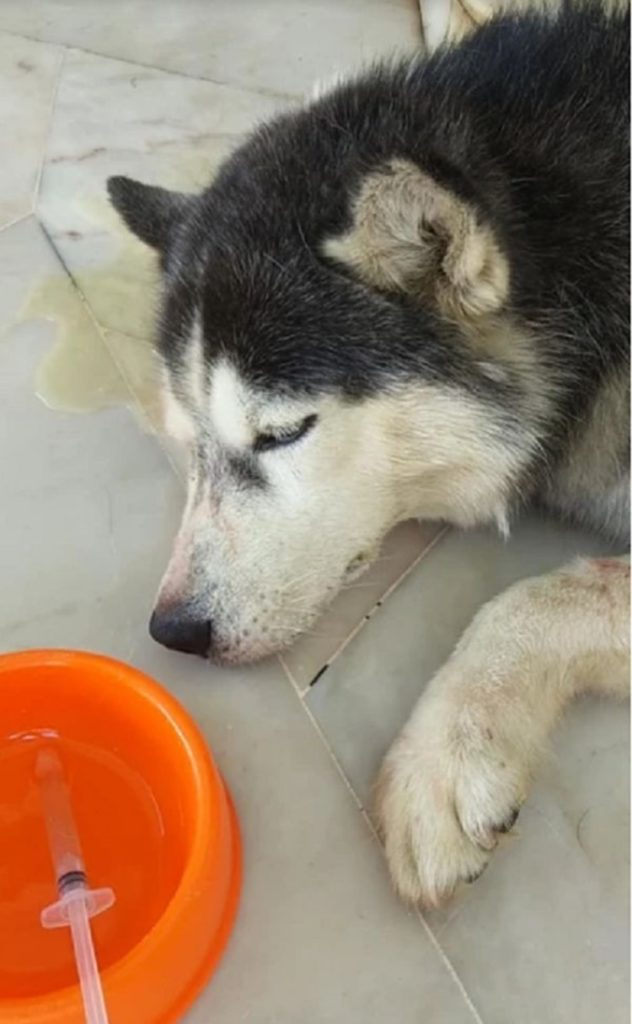 Family Mourns After Loss of Husky That Saved Them From Venomous Snake