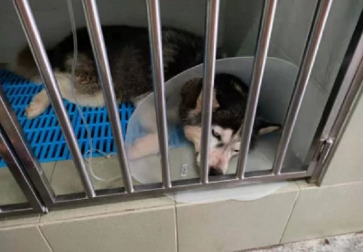 Family Mourns After Loss of Husky That Saved Them From Venomous Snake