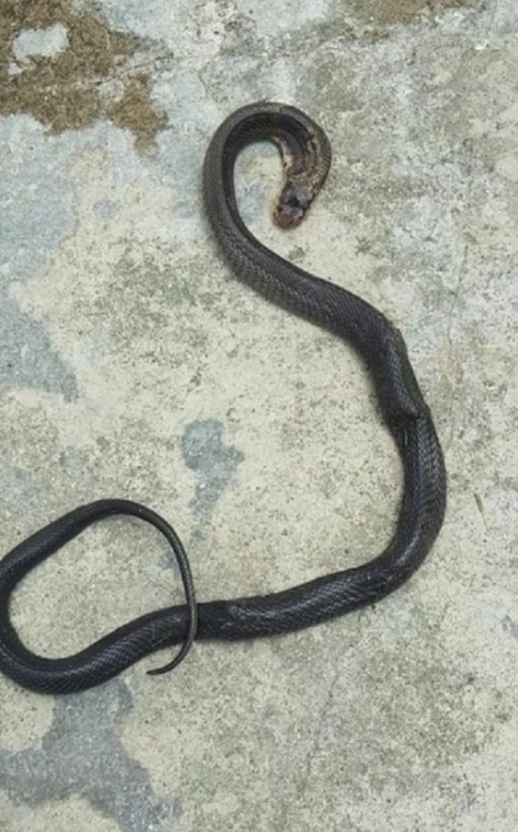 Family Mourns After Loss of Husky That Saved Them From Venomous Snake