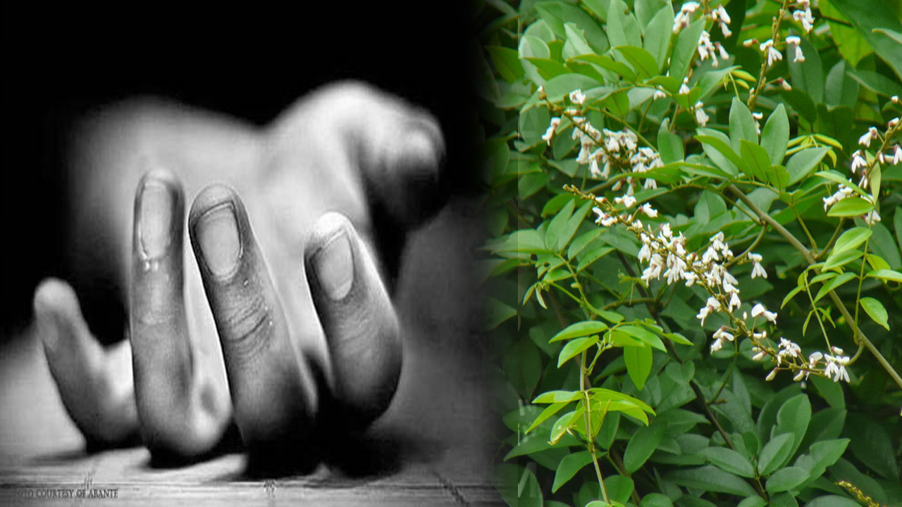 Man Found Dead After Allegedly Drank Poisonous ‘Tubli’ Plant in Sipalay ...
