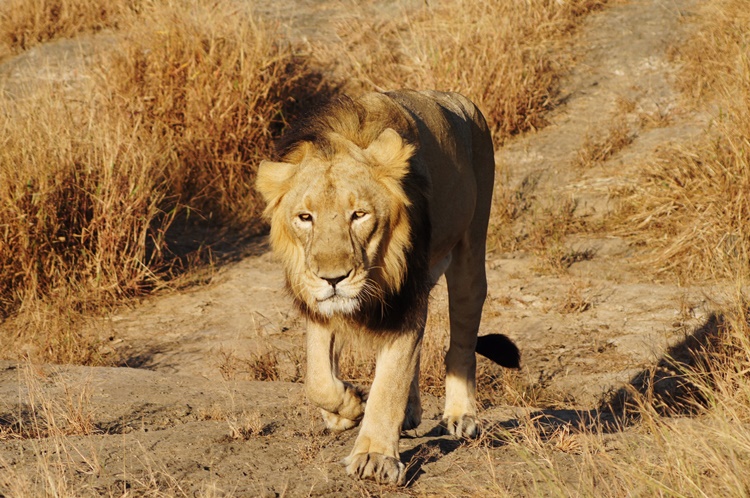 8 Lions in India Test Positive for COVID-19, Government Issues Statement