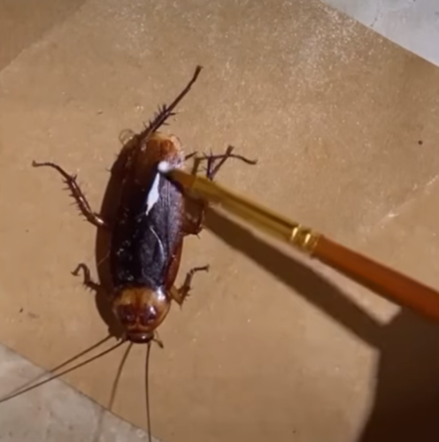 Creative Guy Turns Disgusting Cockroach Into Bee After Painting Artwork ...