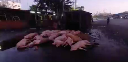 Navotas Residents Took 40 Hogs Died Due to Vehicular Accident