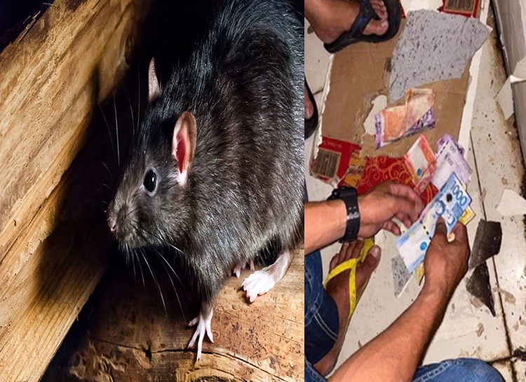 Karinderya Owner Got Shocked After Learning That Rat Steals Her Money