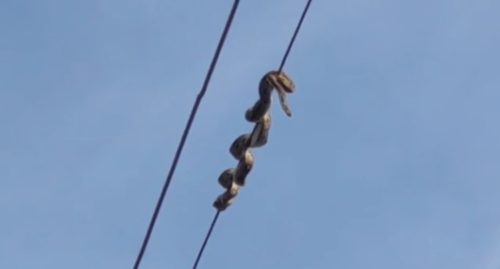 Iloilo Lineman Suffers Injuries After Bitten by Snake Hanging on Cable