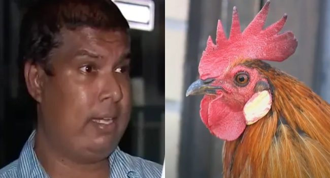 "Evil Rooster" Attacks Neighborhood, Residents Left Bloodied