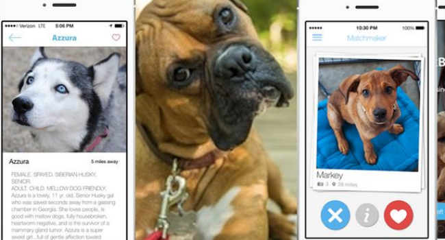 "Tinder" For Dogs – Man Creates Dating App For Your Dogs
