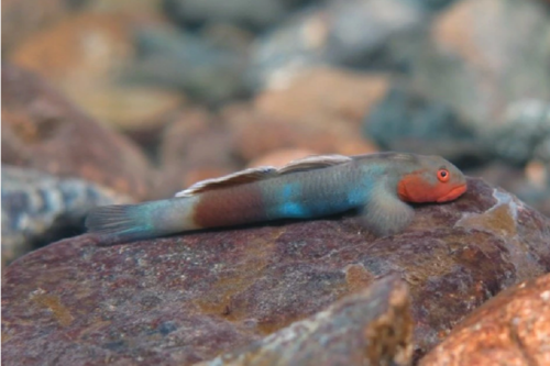 Philippine & Japanese Biologists Discovers New Red-Headed Goby Fish