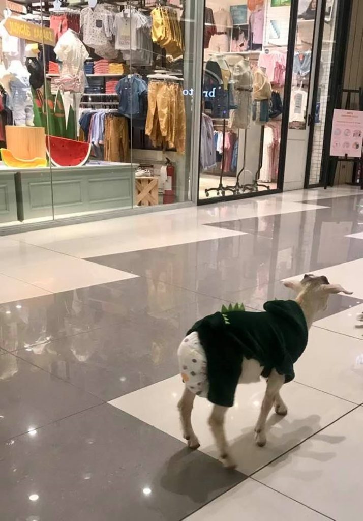 Cuddlesome Goat Spotted Shopping Inside Mall in Cebu City