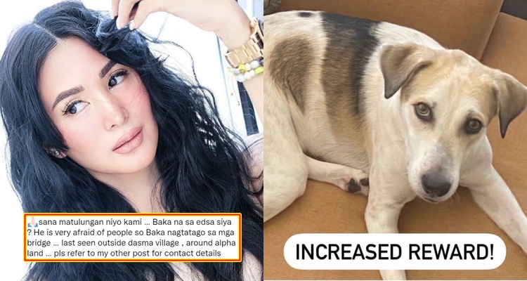 Heart Evangelista To Give Php 50K Reward In Finding Lost Dog
