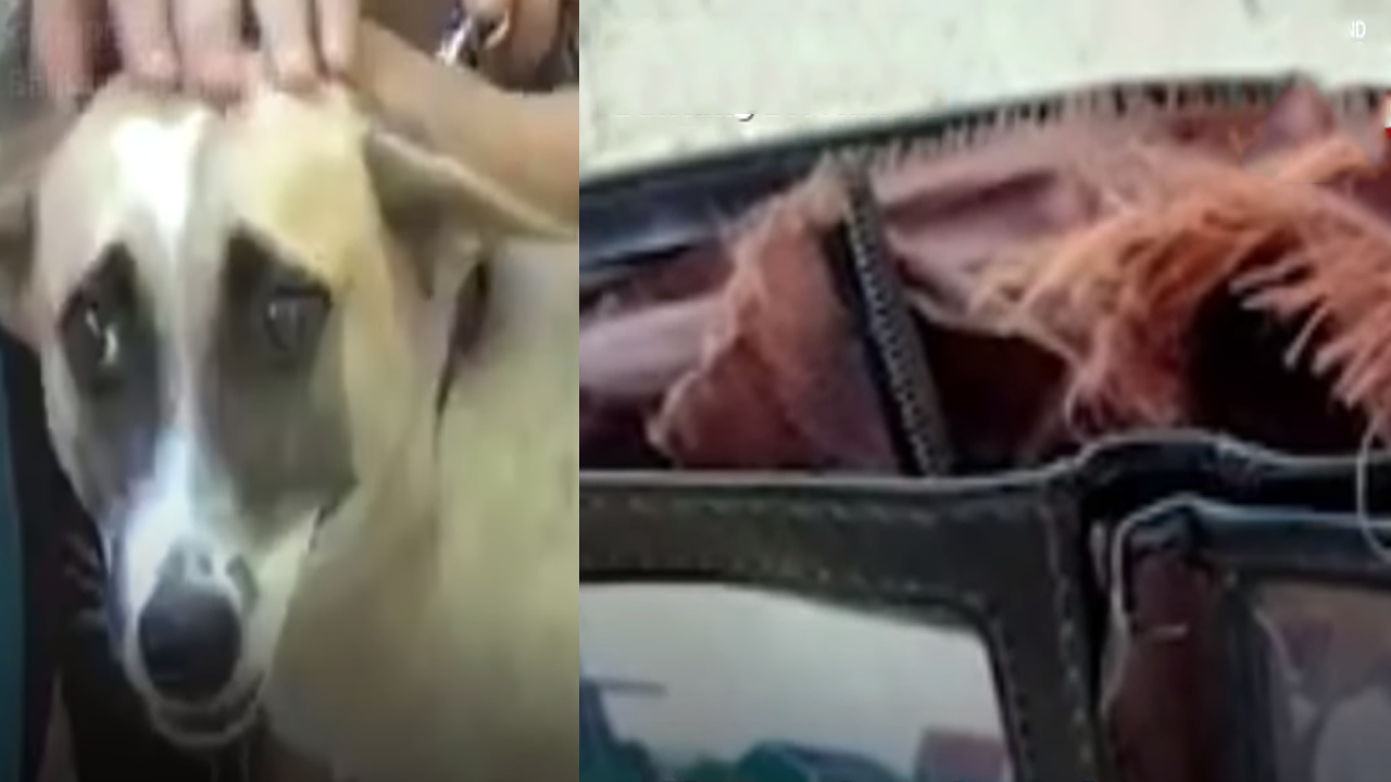 Lost Wallet with Money, ID Returned to Owner After Dog Found It