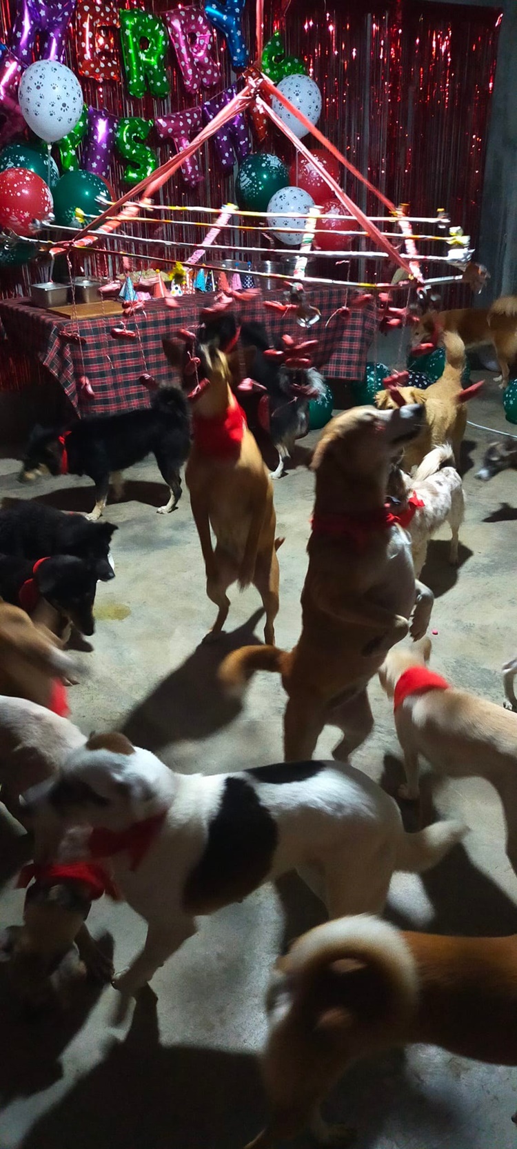 Animal Welfare Group Conducts Christmas Party for Dogs