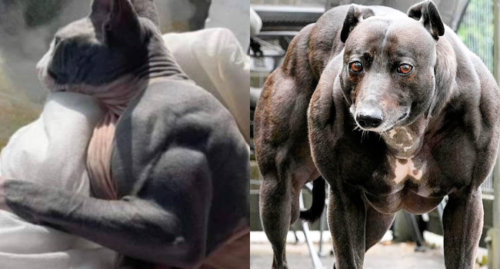 Buff Animals Are Caused By This Rare Condition