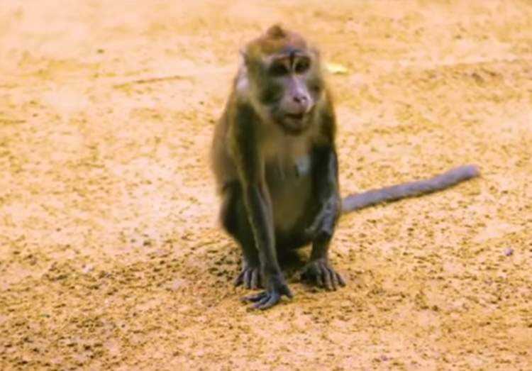 Monkeys in Puerto Princesa, Palawan Suffers Starvation Due to Absence ...